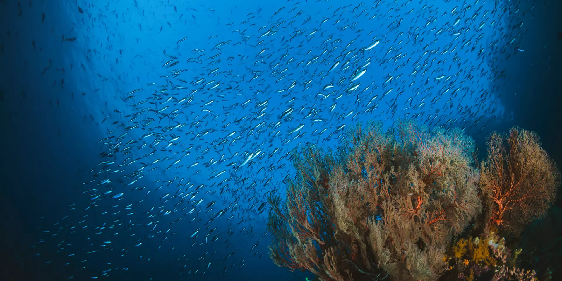 SeeOnSea – Raising awareness about biodiversity | La Ciotat Tourist Office